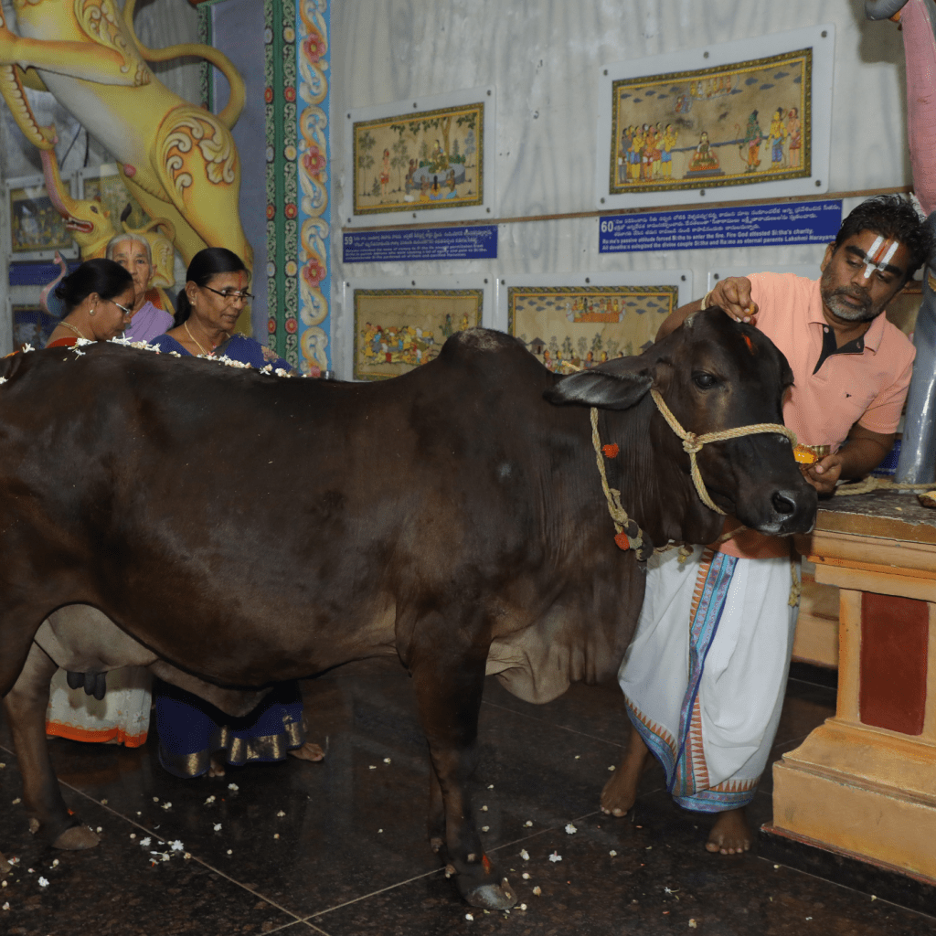 GoPuja | Cow Worship Rituals | JIVA Gosala